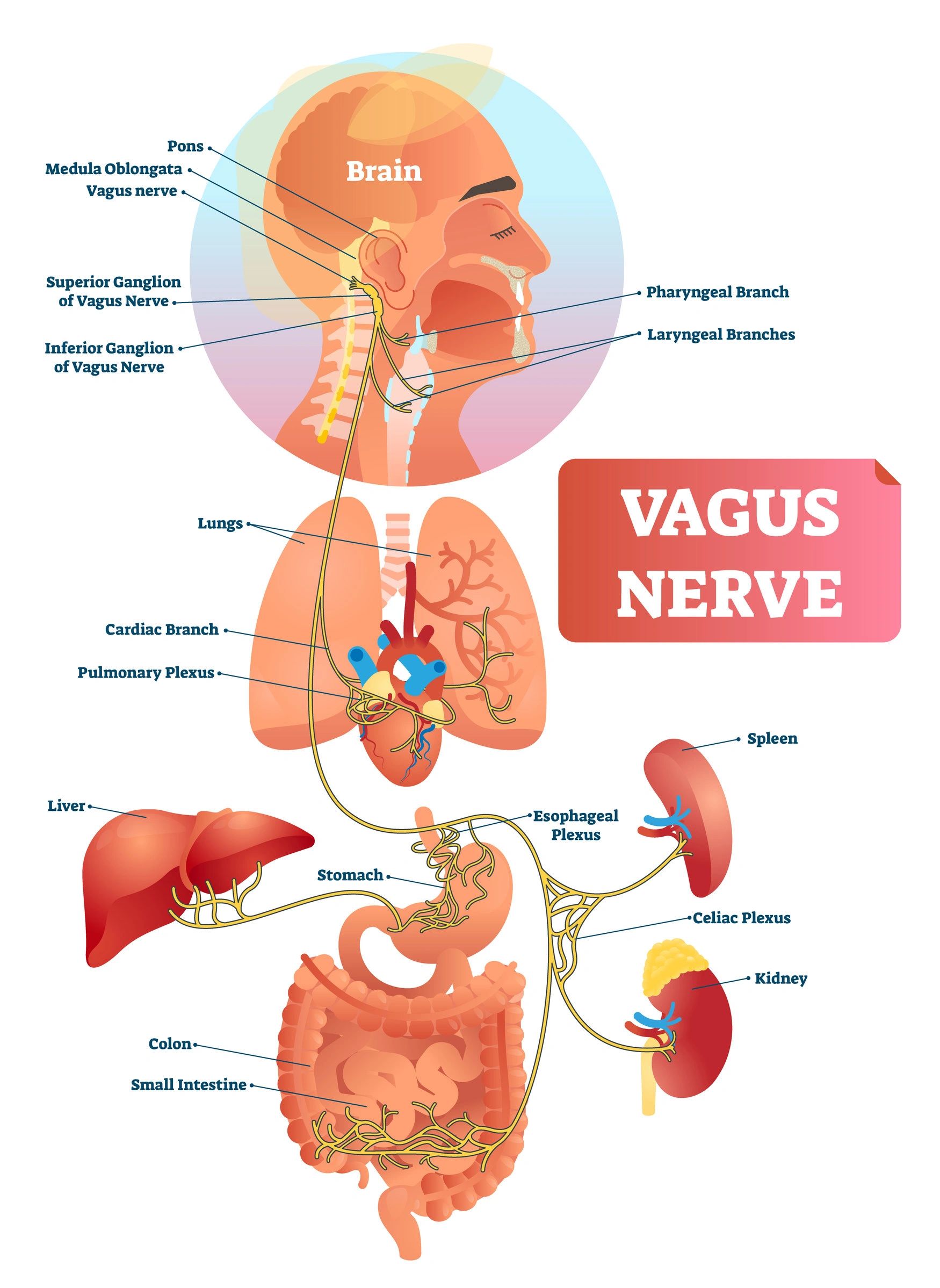 What Is The Vagus Nerve What Is The Vagus Nerve